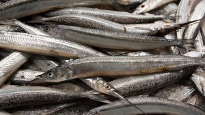 Garfish – Conway Fish Trading