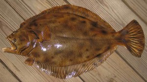 Flounder – Conway Fish Trading