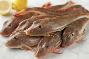 Gurnard – Conway Fish Trading