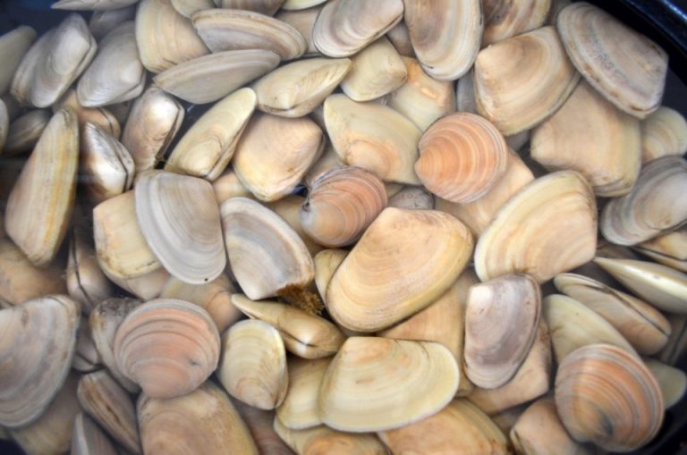 Pippies – Conway Fish Trading